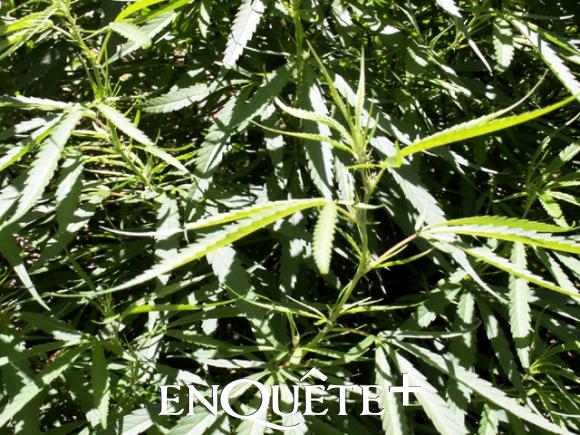 TRAFIC DE DROGUE : La Douane saisit 240 kg de chanvre indien, soit 964 ...